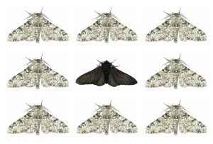 ‘Jumping gene’ took peppered moths to the dark side - News - University ...