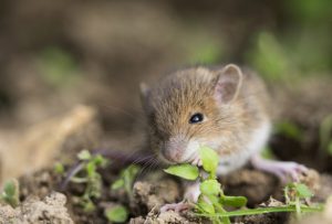 Communal rearing gives mice a competitive edge - News - University of ...